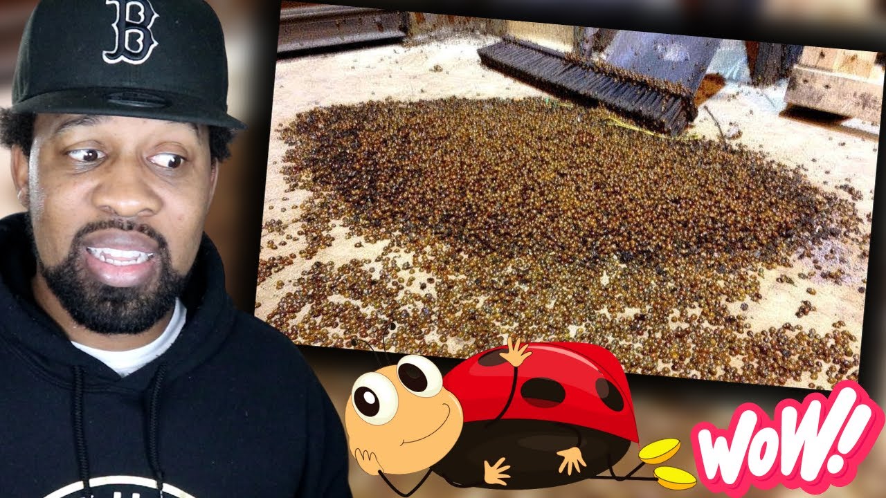 What They Discovered in Bug INFESTATIONS Shocked the Whole World ...