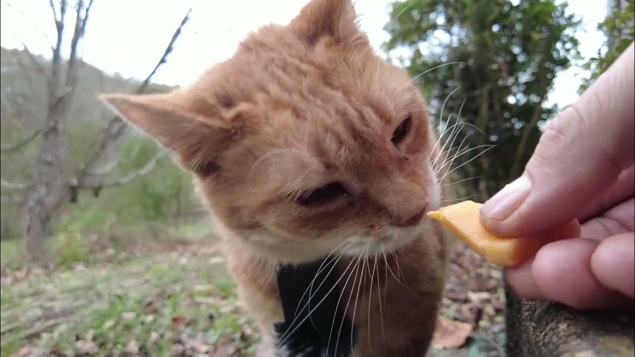 My cat wants you to help you feel better about life. - YouTube