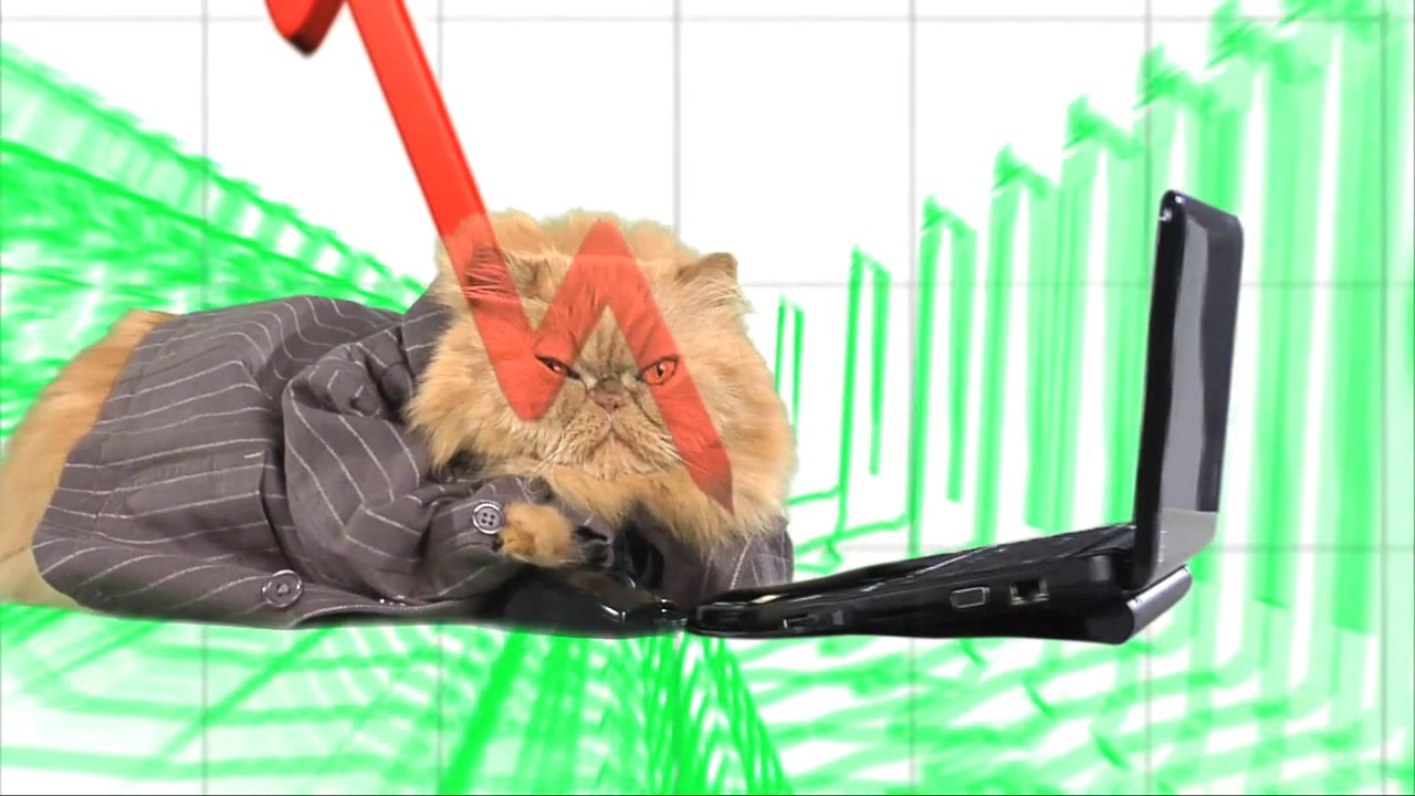 Animals: Stocks Cat (adult swim bump) - YouTube