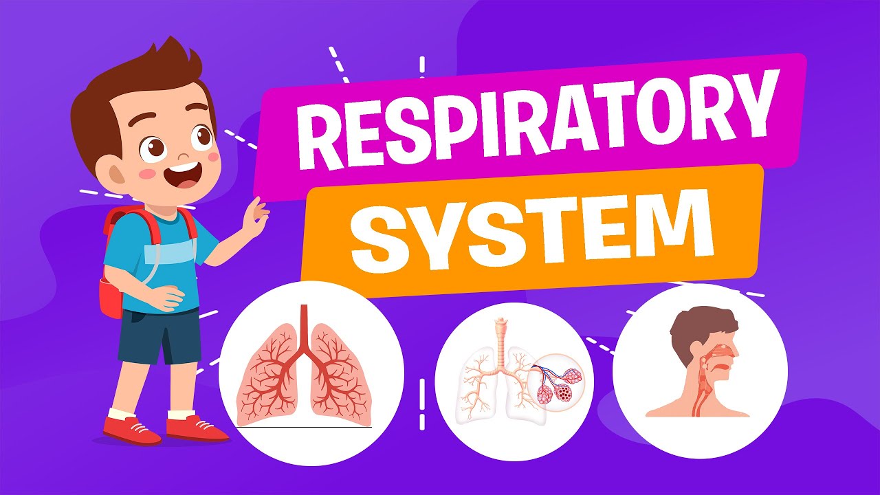 Respiratory System for Kids | Science Lesson | Crash Course ...