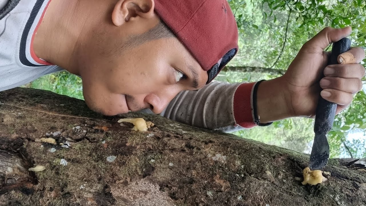 MENGAMBIL GETAH KEMENYAN JENIS DURAME. #pekerjaanku #styrax #nature ...