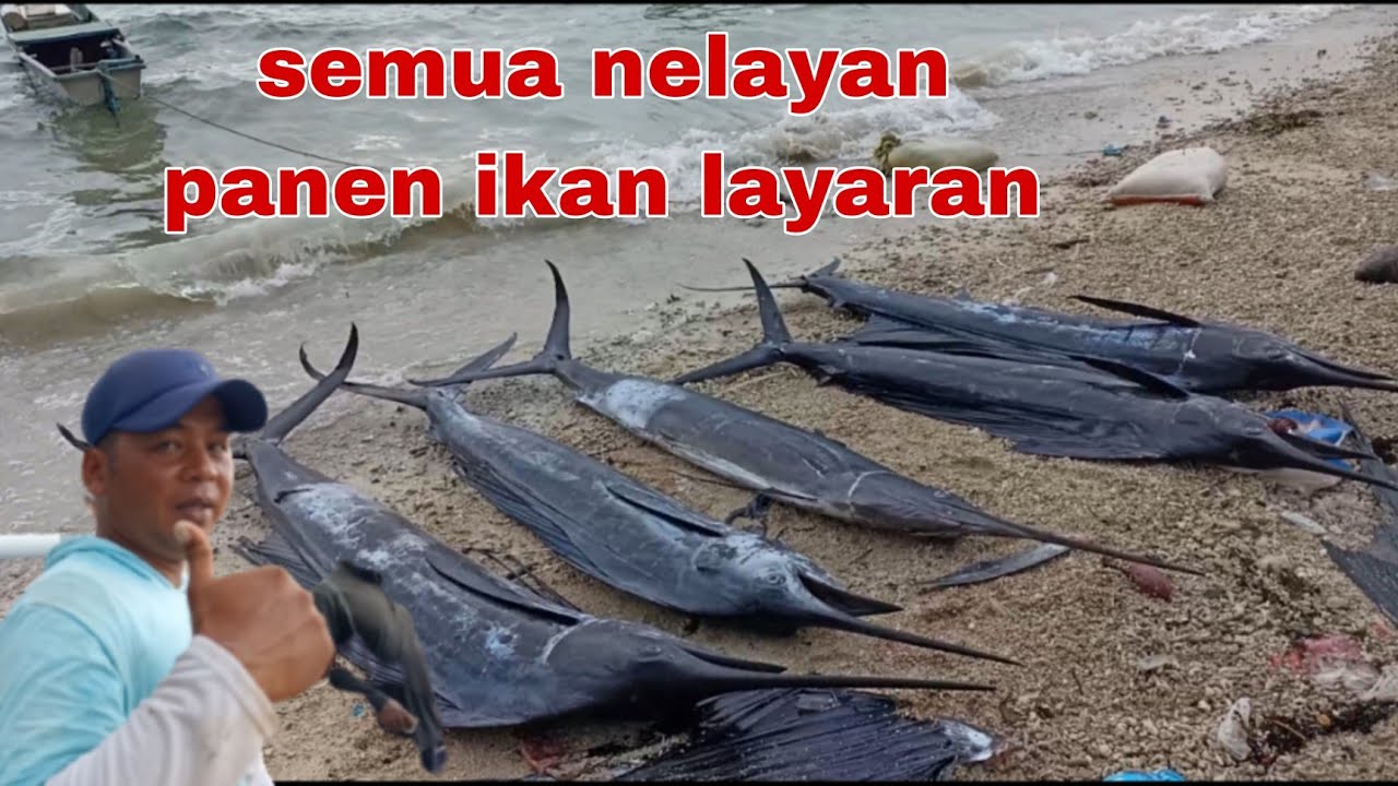 PROSES PENIMBANGAN IKAN LAYARAN#mancingmania #umpanhidup # ...