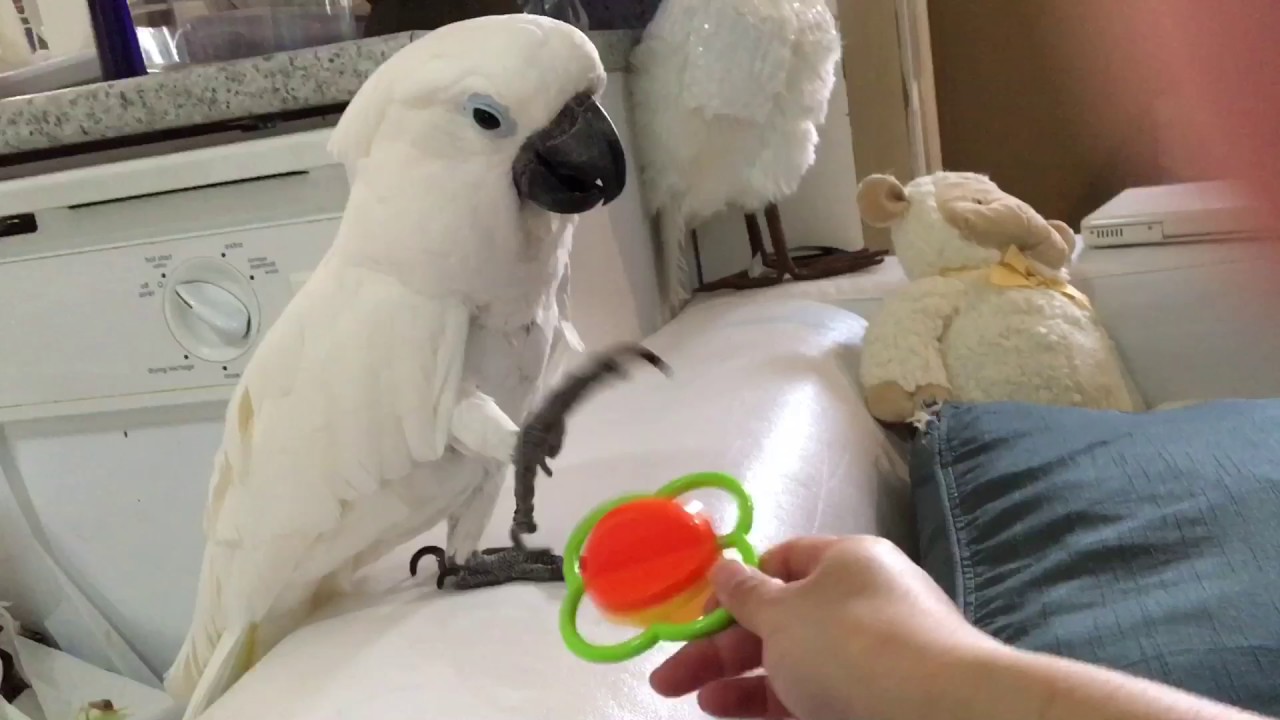 Funny cockatoo playing with kids, mommy and grandpa😂 ️ ️ - YouTube