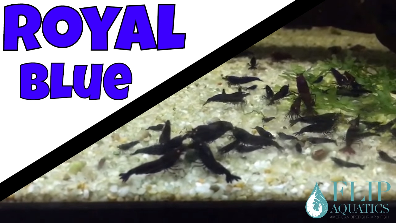 Breeding Royal Blue Tiger Shrimp - Pet Shrimp - YouTube
