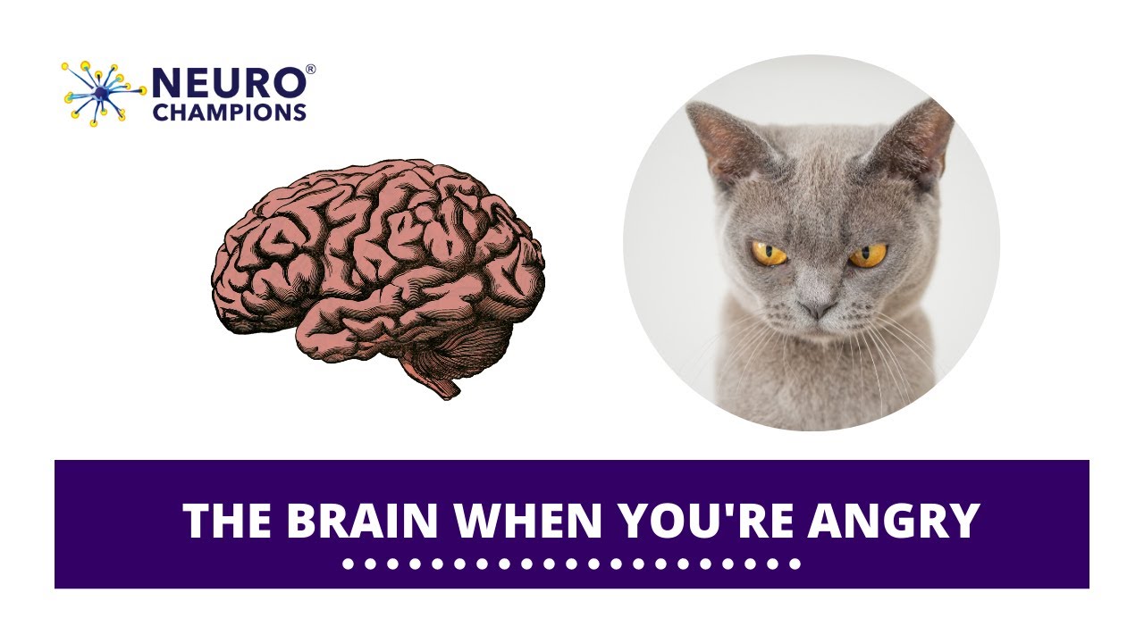 The Brain When You're Angry | Neuro Champions - YouTube