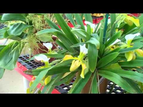 Orchids: Judging 'Wow' Factor - YouTube
