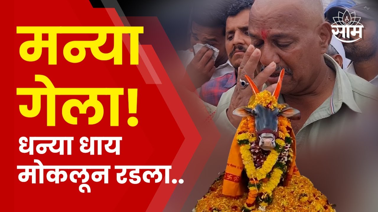 Manya Bail News | लाखोंची बक्षीसे जिंकणारा मन्या गेला, मालकाची भावनिक ...