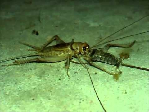 cannibal cricket - YouTube