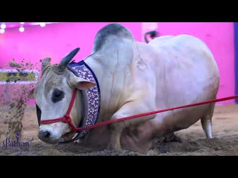 Bodyguard of Pathan cattle farm 2022