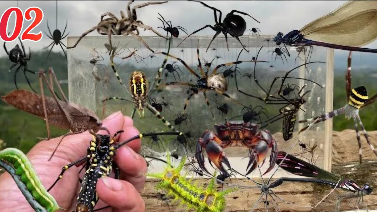 hunting. insects in the garden - YouTube
