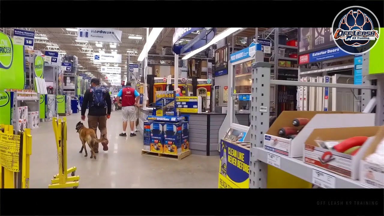 1 year old Malinois Loki l Off Leash Obedience l E Collar Training of ...