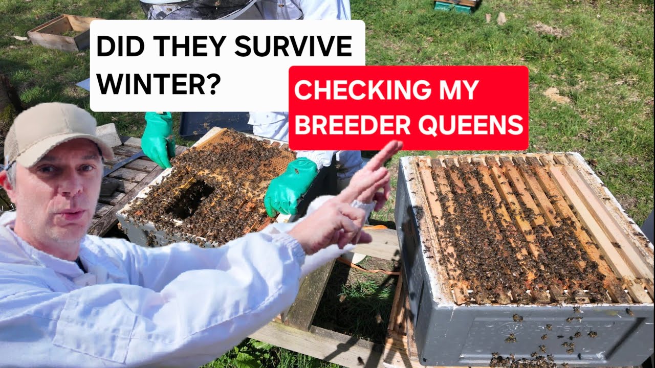 DID MY BREEDER QUEENS SURVIVE ? - YouTube