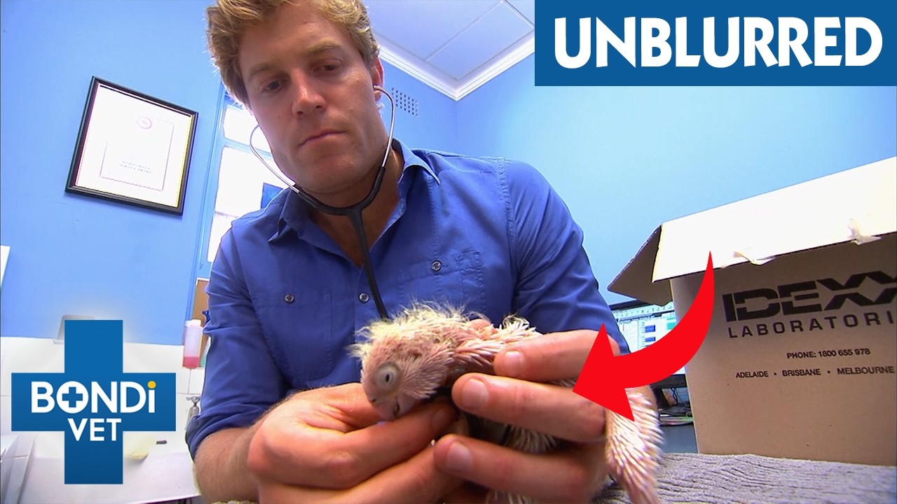 Cockatoo Screams In Pain After A Twenty-Meter Fall | Bondi Vet - YouTube