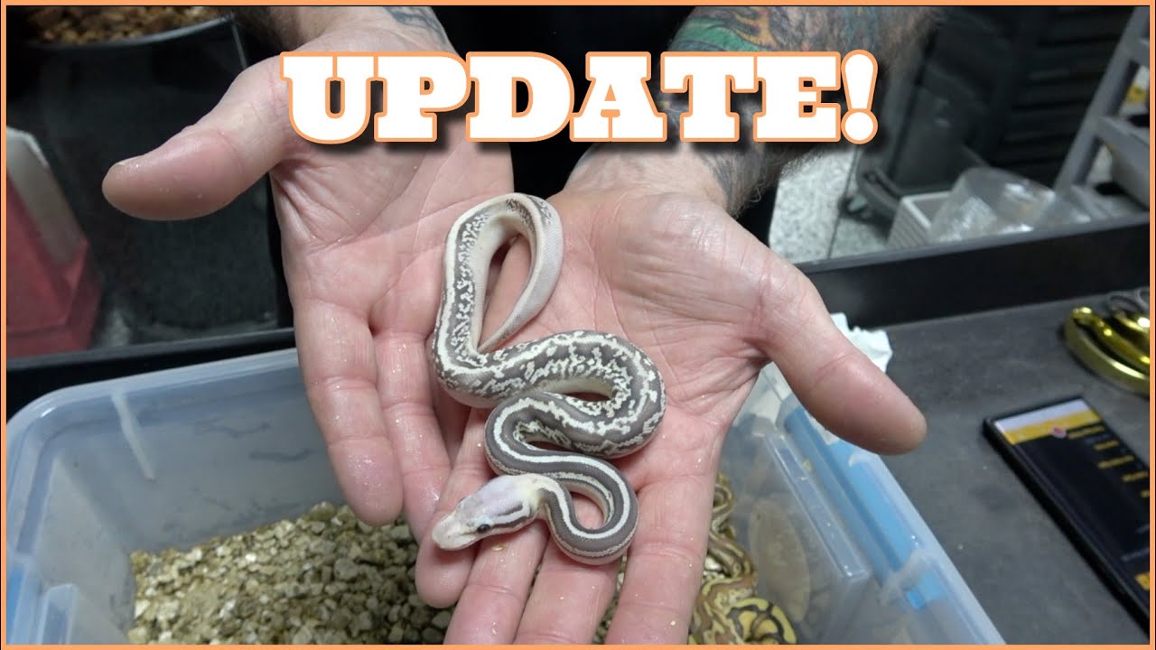 Combo Hypo Ball Python Clutch Update! - YouTube