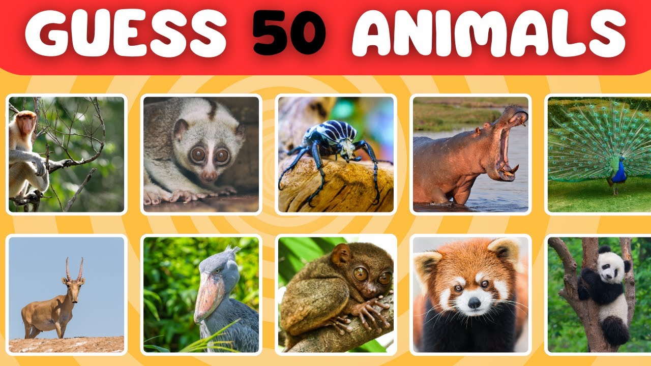 Guess 50 Animals in Just 3 Seconds – Can You Do It?|The Quiz Show - YouTube