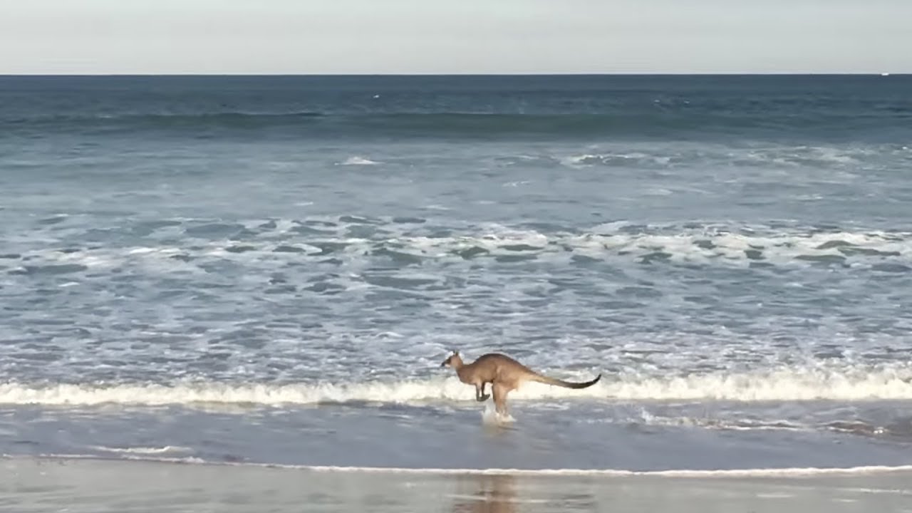 'Skippy' the Beach Kangaroo Loves Splashing in Waves (Storyful, Animals ...