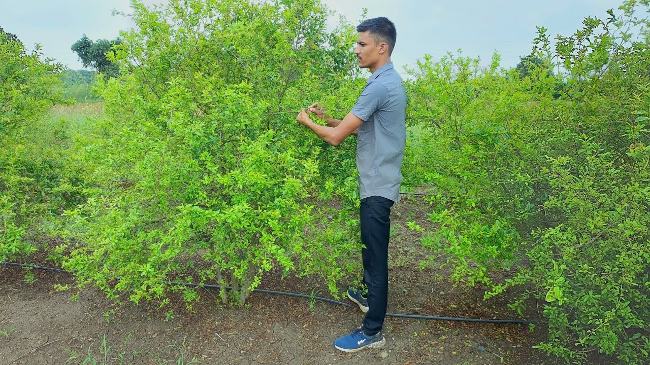 Pomegranate || Dalimb || 22 September 2023 - YouTube