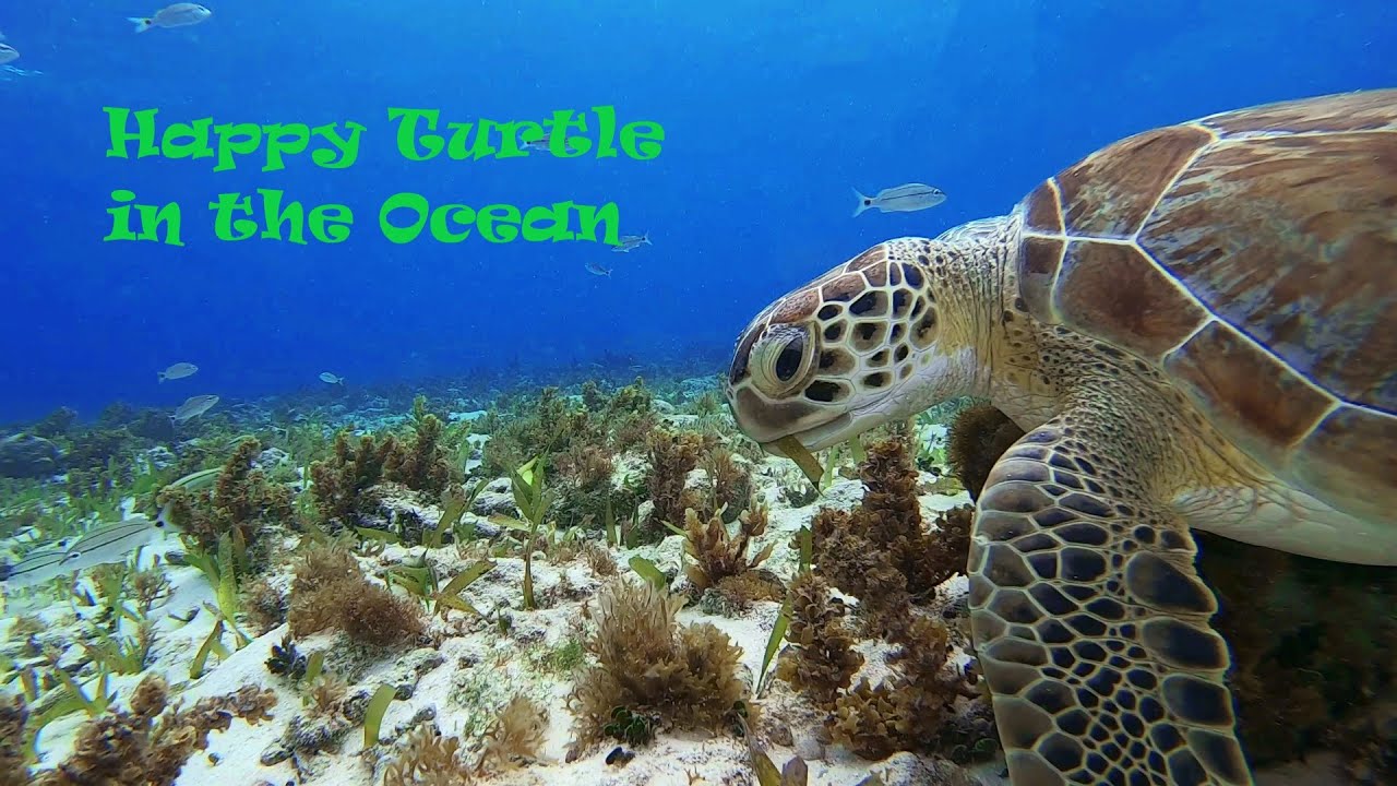 happy lil sea turtle in the big beautiful ocean - YouTube