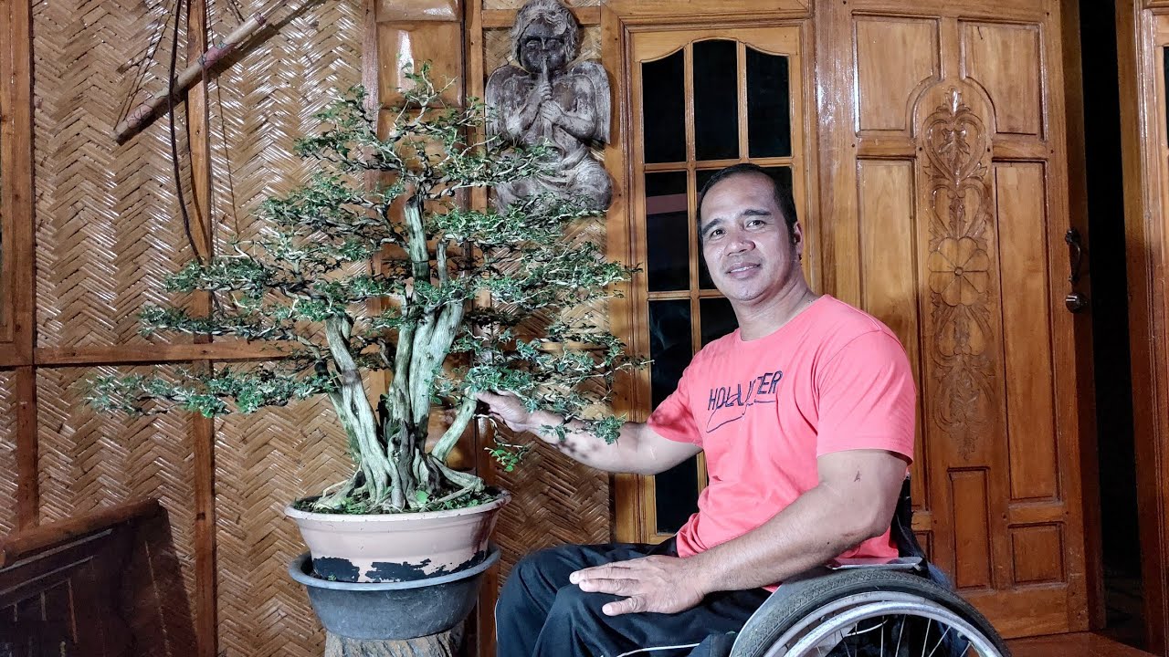 GUPITAN ANG KAMUNING TULIS NA NAKAWILD.. #bonsai #bonsaitree # ...