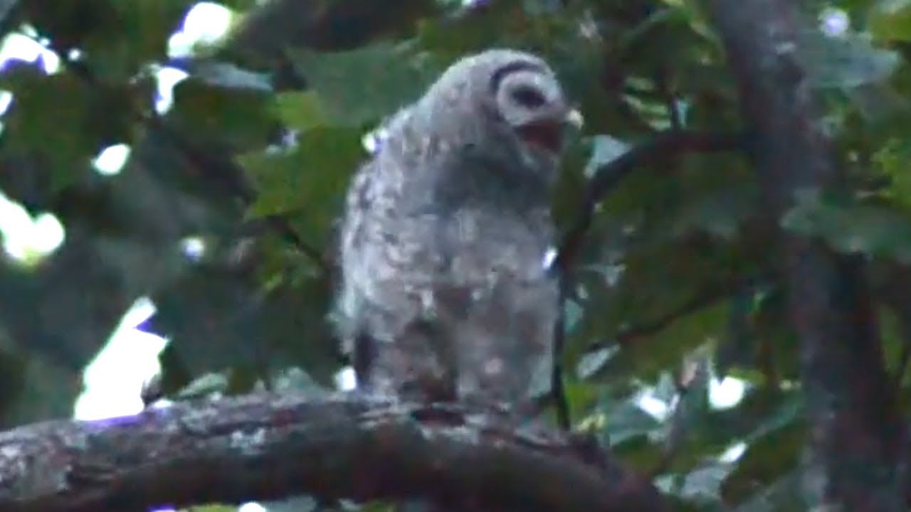 Juvenile barred owl call & cute moments, parent hooting loud - YouTube