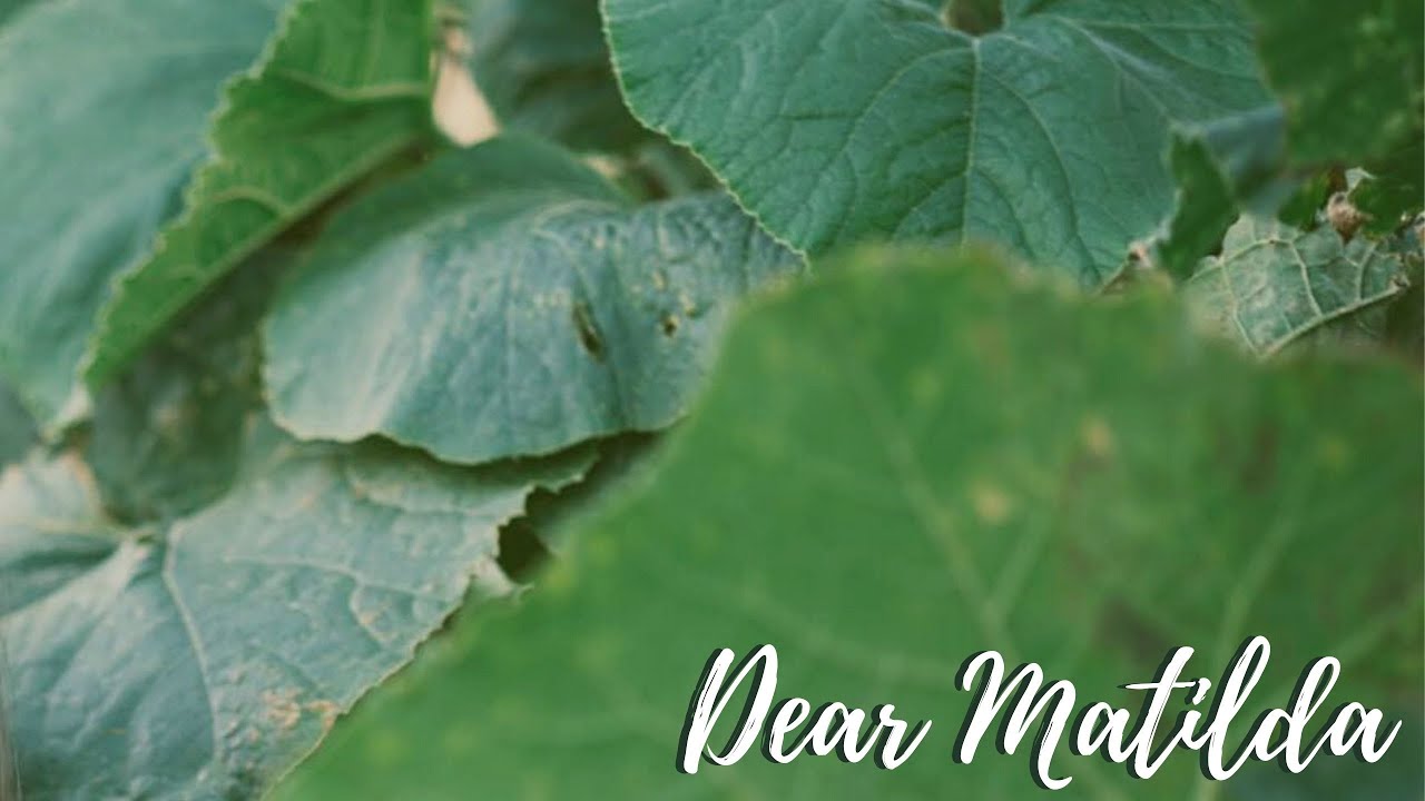 Wanna Be by Dear Matilda (Official Lyric Video) - YouTube