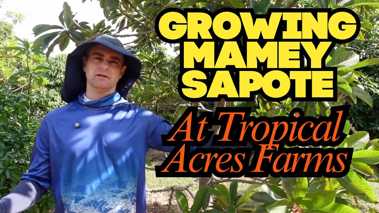 The Best Mamey Sapote Varieties in Florida: Full Tour at Tropical Acres ...