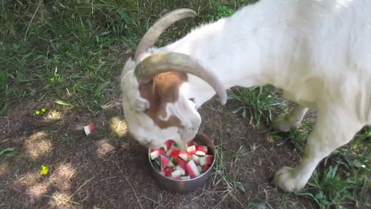 山羊吃西瓜皮 Goats eat watermelon skin - YouTube