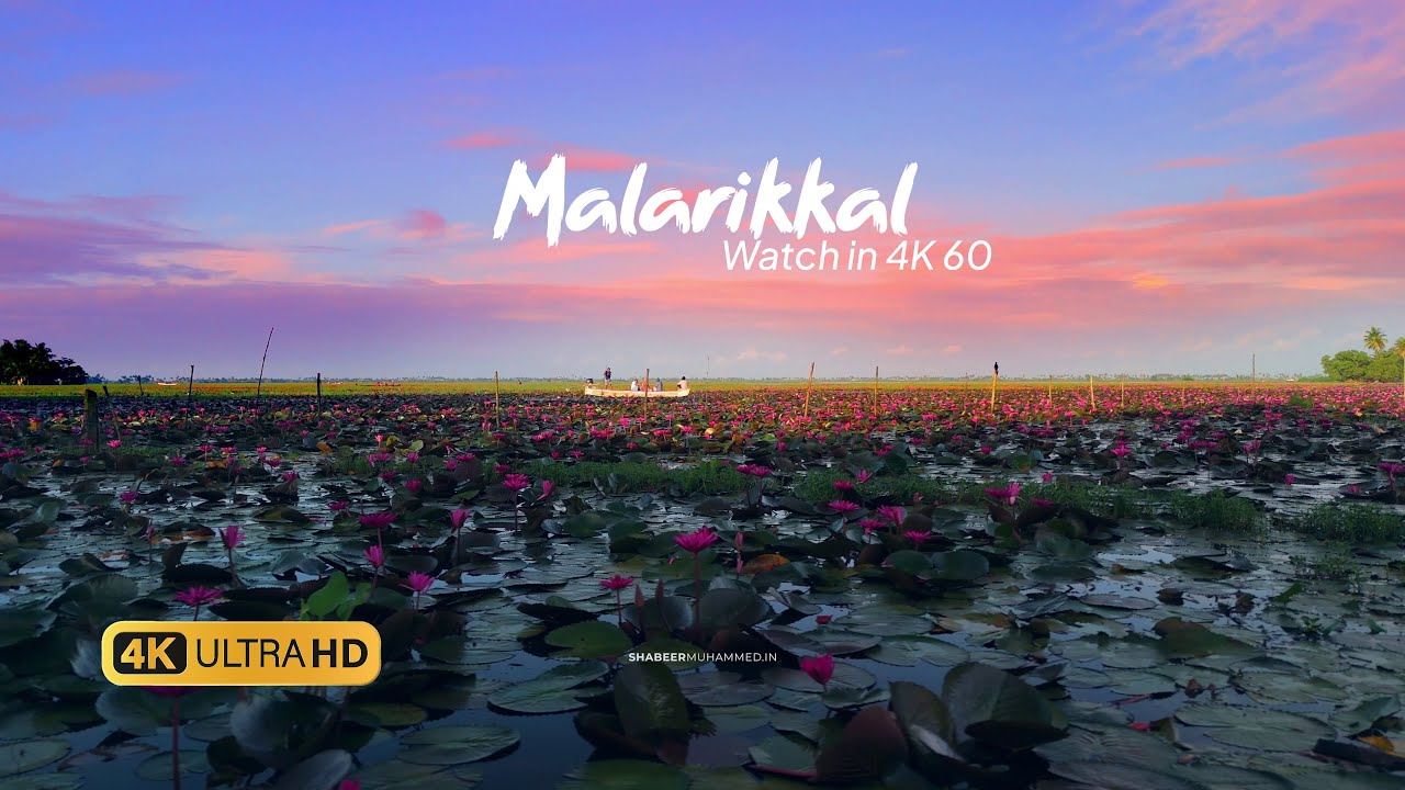 Beautiful Water Lilies in Malarikkal, Kottayam Drone View of Kerala's ...