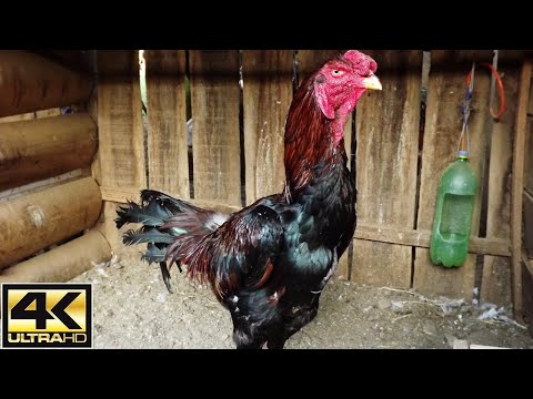 LIMPANDO FRANGO CAIPIRA /  COMO LIMPAR ÍNDIO GIGANTE DE FORMA COMPLETA