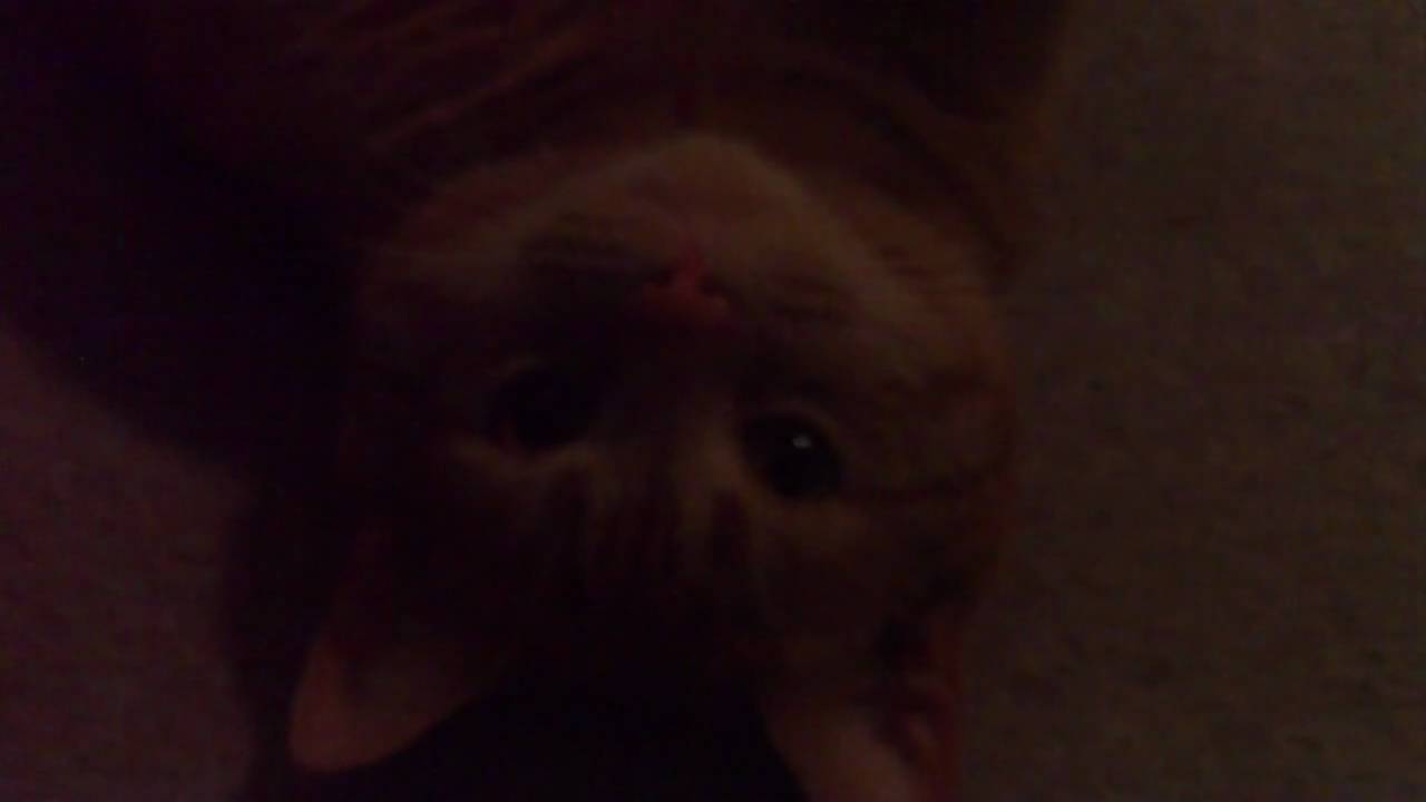 Chauncey the Cat makes his debut in a calm-like manner - YouTube