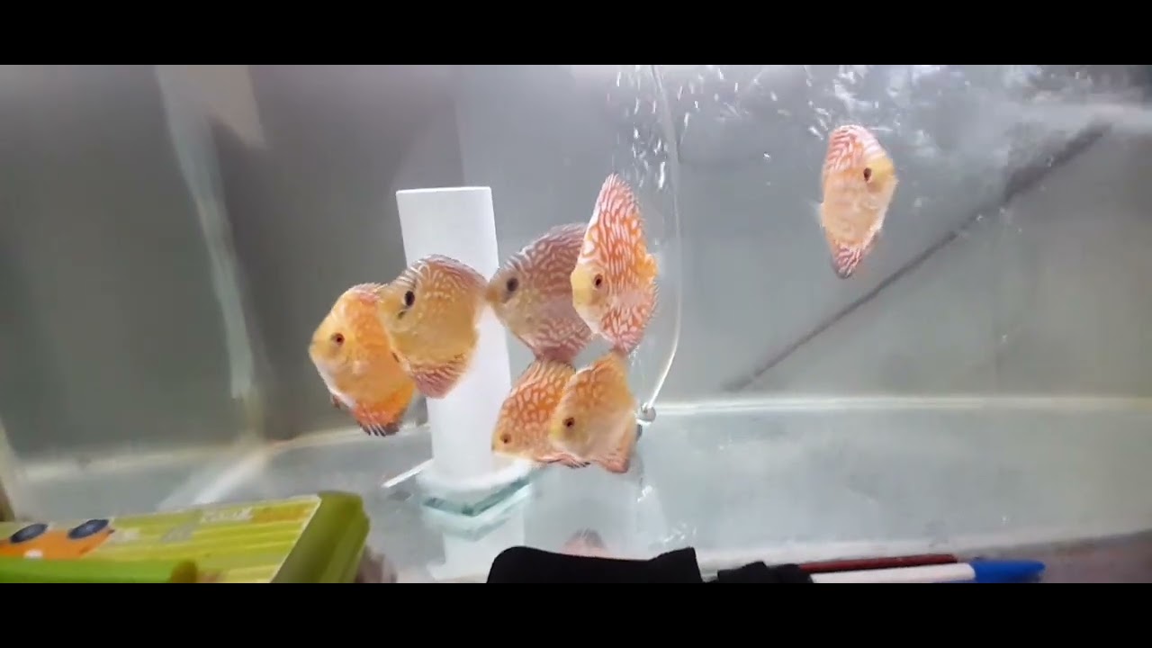 Discuss Fish Growth from 2.5 inch to 4 inch plus. - YouTube