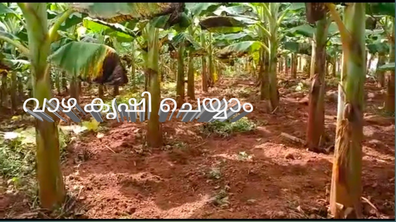 വാഴ കൃഷി ചെയ്യാം|vazha krishi - YouTube