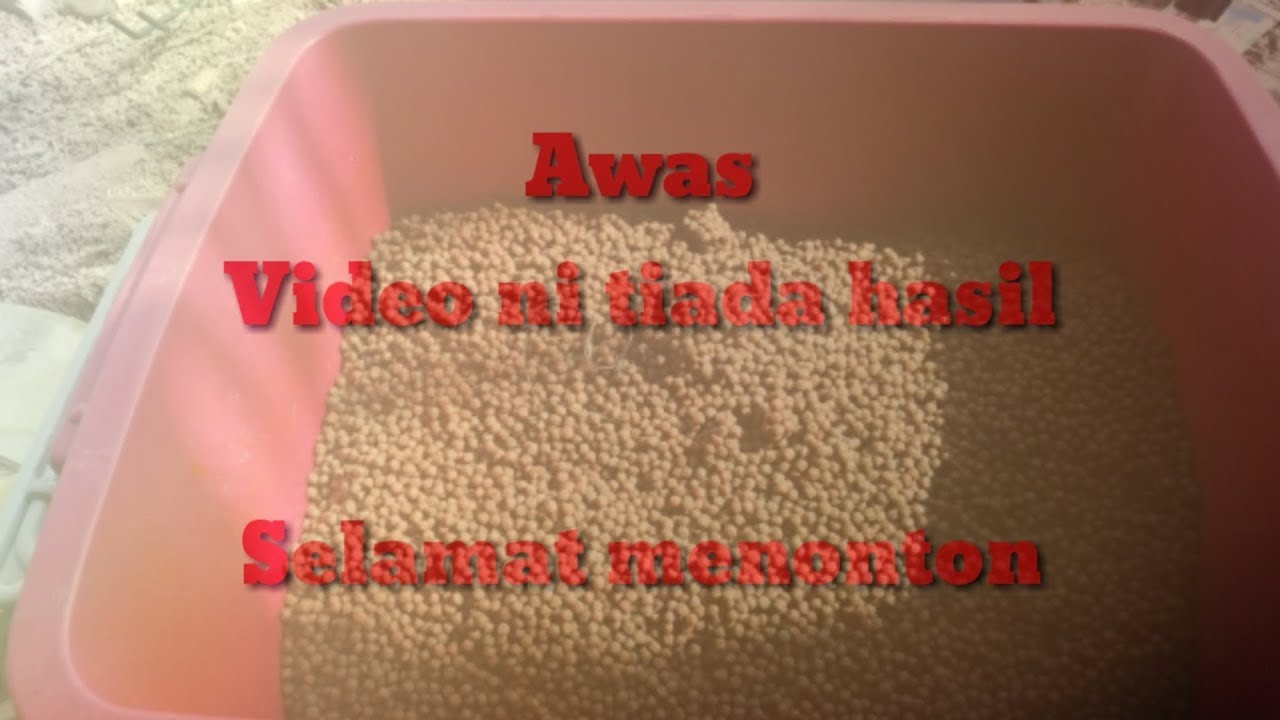 Umpan Peram Pallet 920 Pandan - YouTube