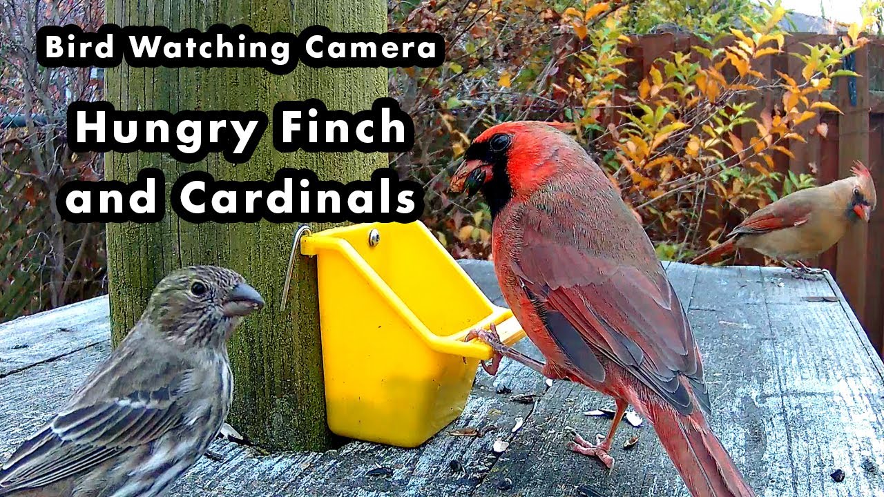 Bird Watching Camera - A Hungry House Finch and Cardinals - YouTube