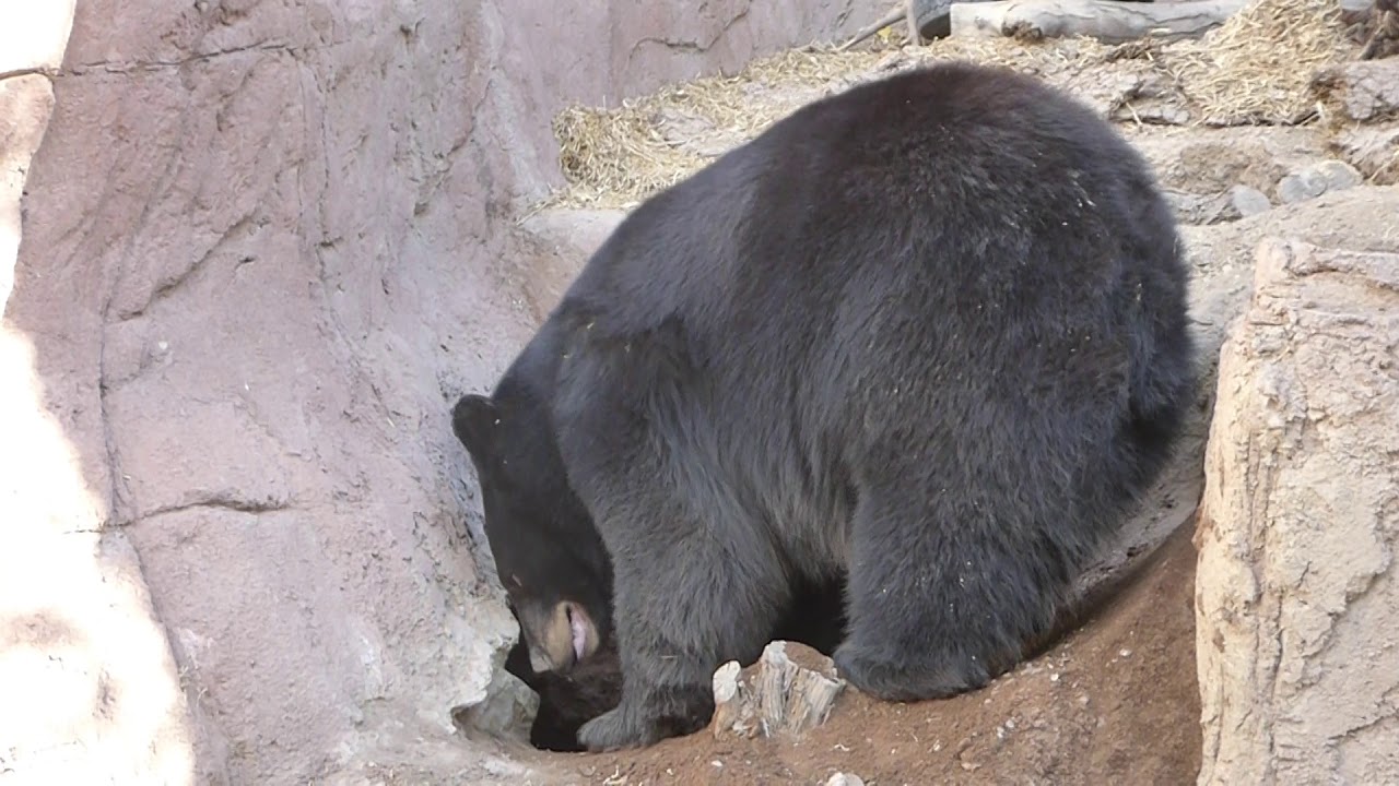 Black Bear Digging - YouTube