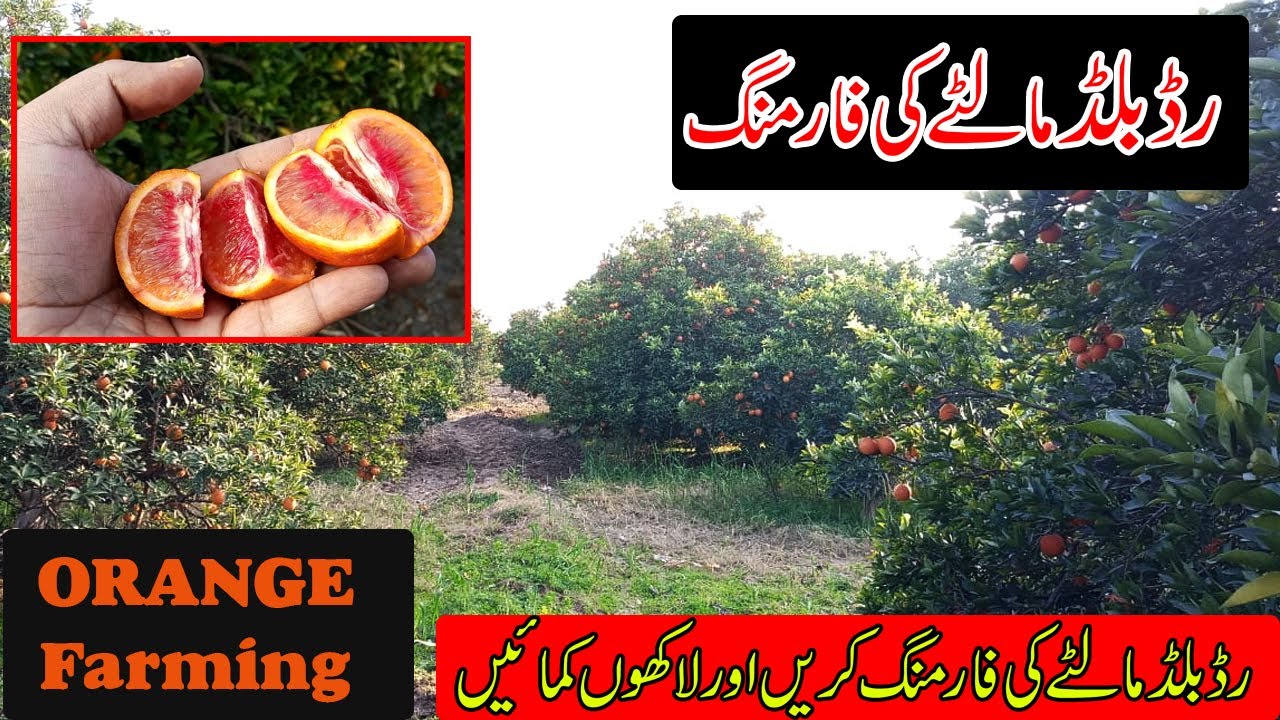 ORANGE FARM and Harvest in Pakistan | How to EARN from ORANGE Farming ...