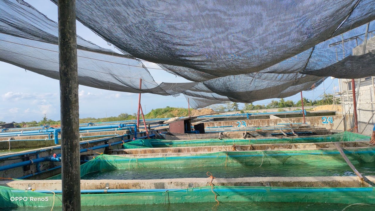 Bought Tilapia Fry @ Marcela Farms Calape Bohol - YouTube