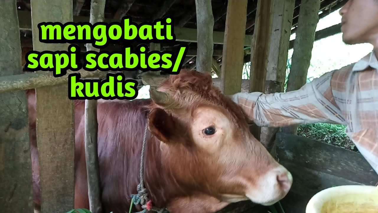 obat gatal gatal (scabies/kudis) pada sapi langsung sembuh - YouTube