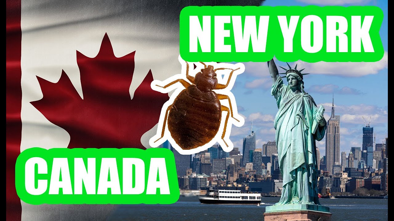 Top Three Solutions for Bed Bugs in CANADA and NEW YORK - Finally - YouTube