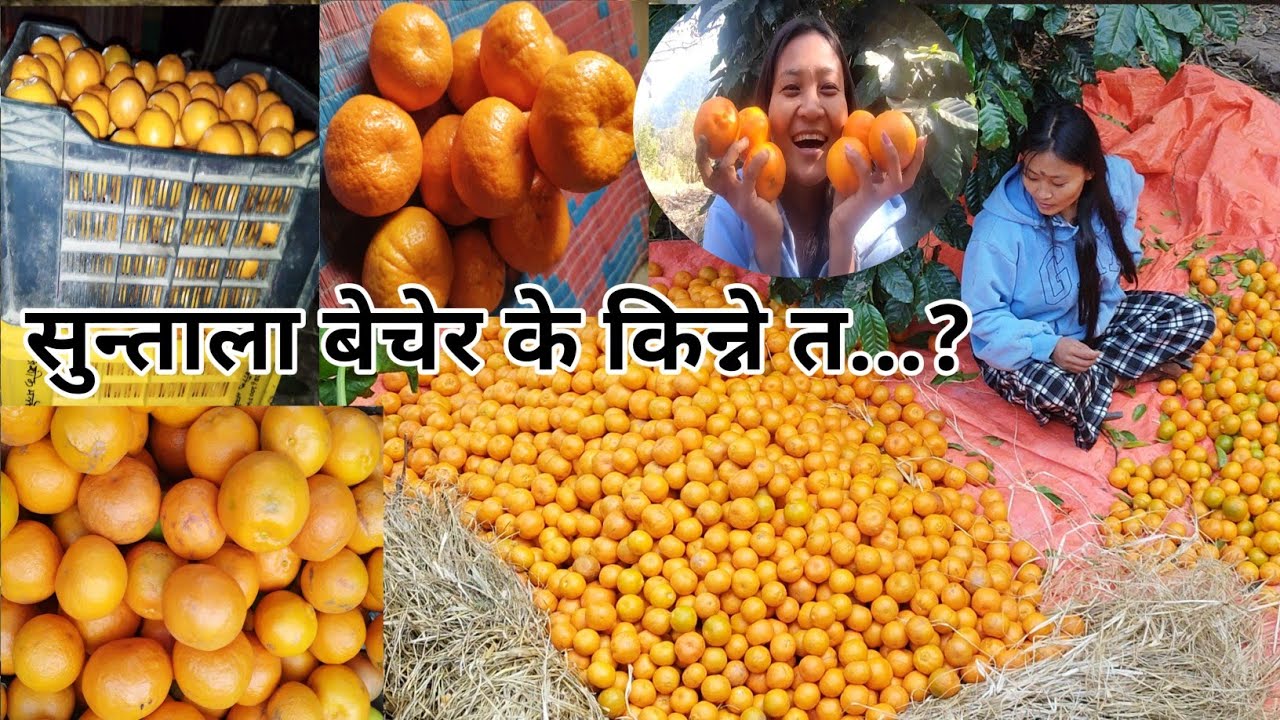 What to buy after selling oranges?सुन्तला बेचेर के निन्ने त...?🤣🤣🤣😂 ...