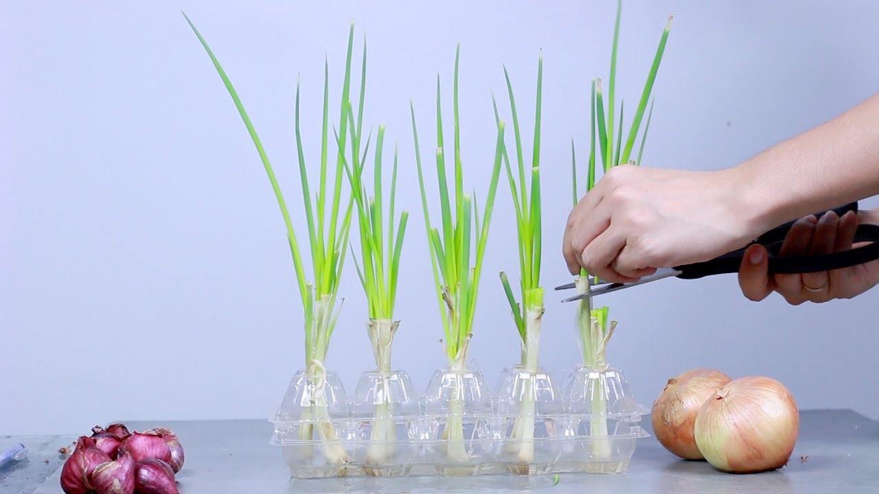 Easy Garden Activities for Kids / Growing plants for kids / Planting ...