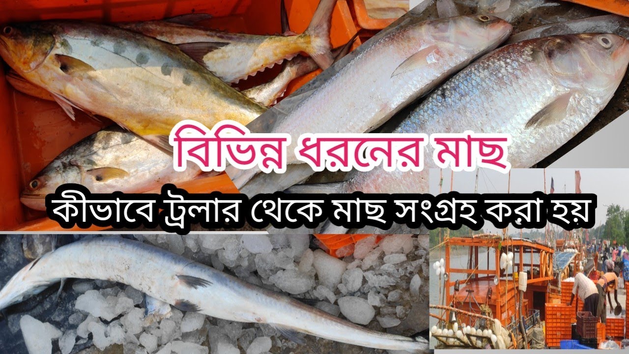 Bakkhali Benfish/Fish lover/Varieties of Fish/ট্রলার থেকে মাছ সংগ্রহ ...