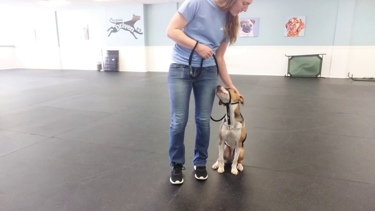 Ozzy the Dependable Dog - YouTube