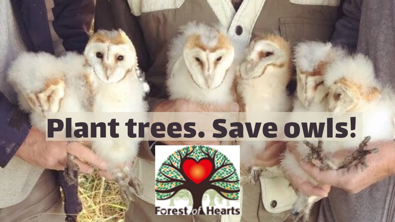 Plant trees Save owls - YouTube