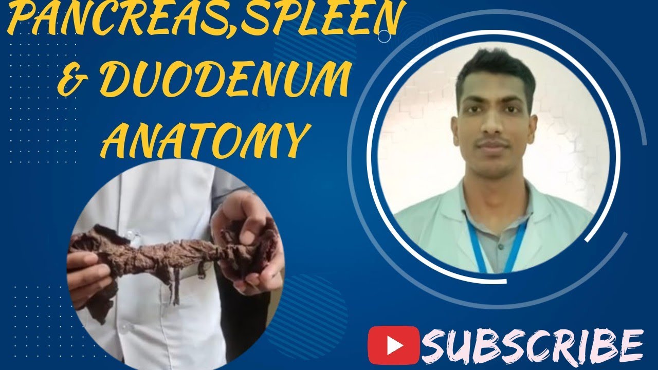 Pancreas, Spleen & Duodenum Viscera Bangla demo |Abdomen| |Anatomy| # ...