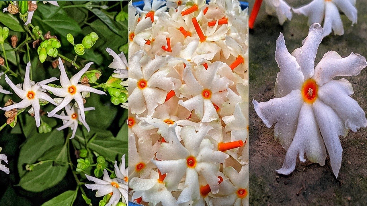 Shiuli Flower Wallpaper | Best Flower Site