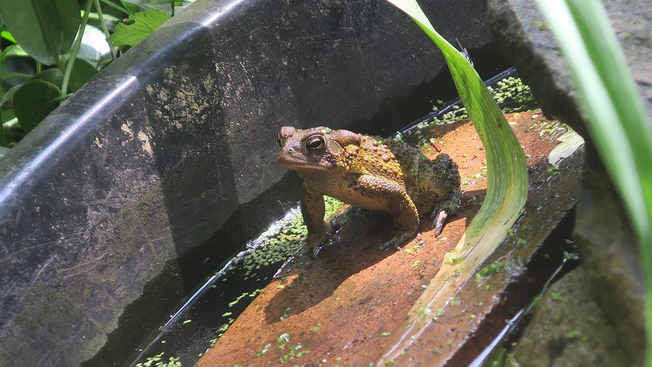 Toad Fight - YouTube