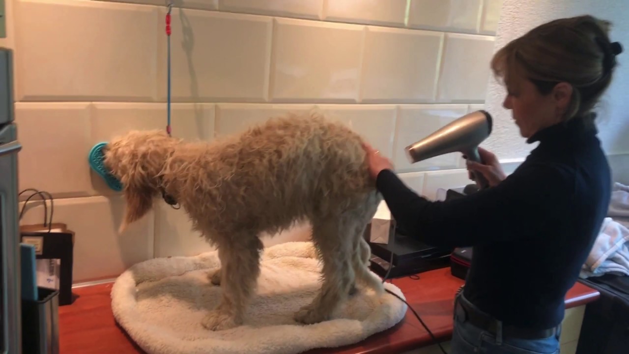 Sterre een geleide hond in opleiding 15 weken - YouTube