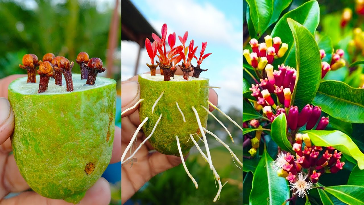 Very simple way to grow clove plant at home || The best method of home ...