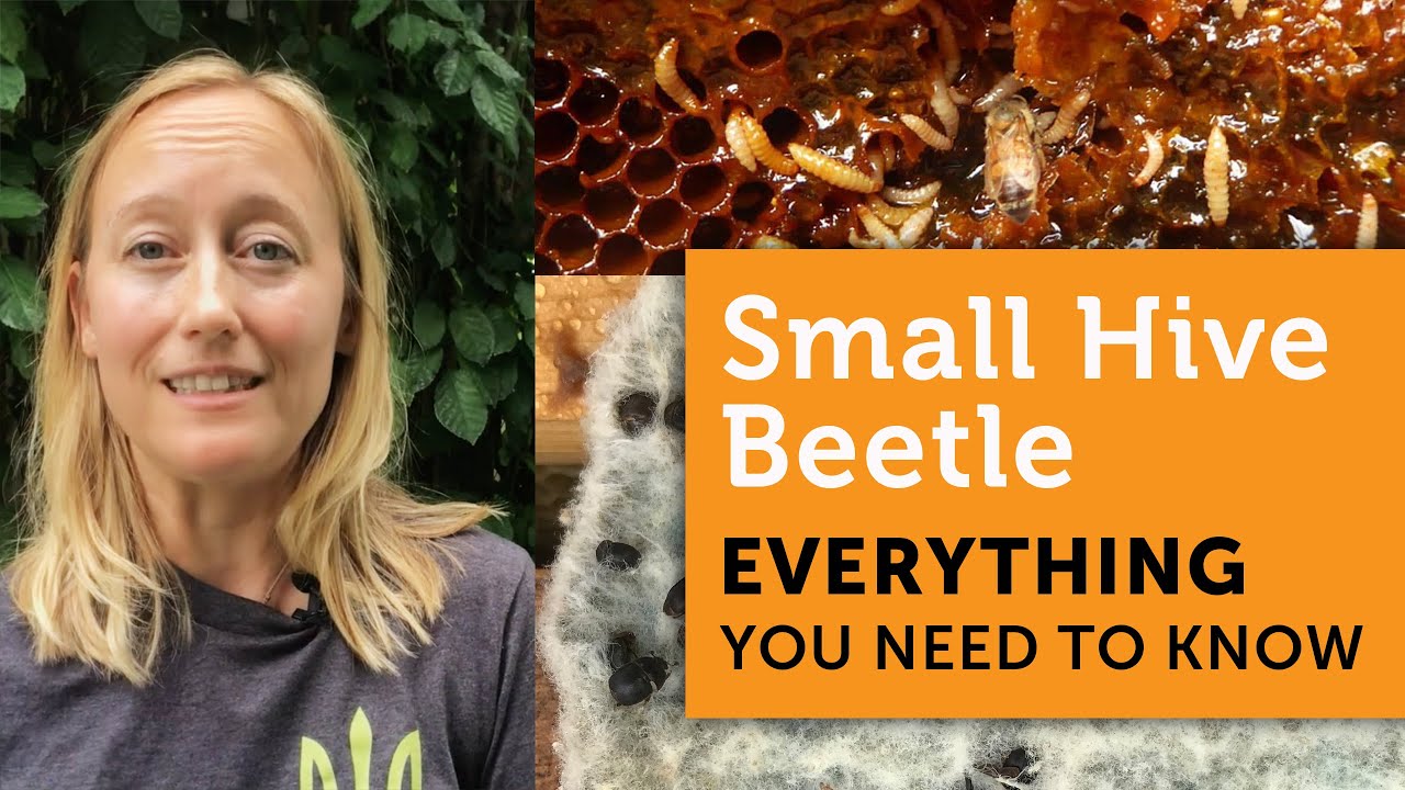 WHAT You Need to Know About the SMALL HIVE BEETLE - How ID, Traps ...